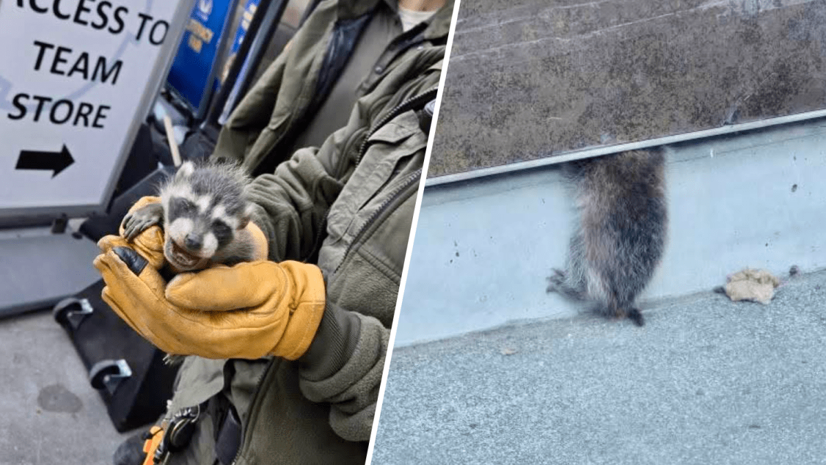 SF animal control rescues 3 baby raccoons stuck in wall at Chase Center ...