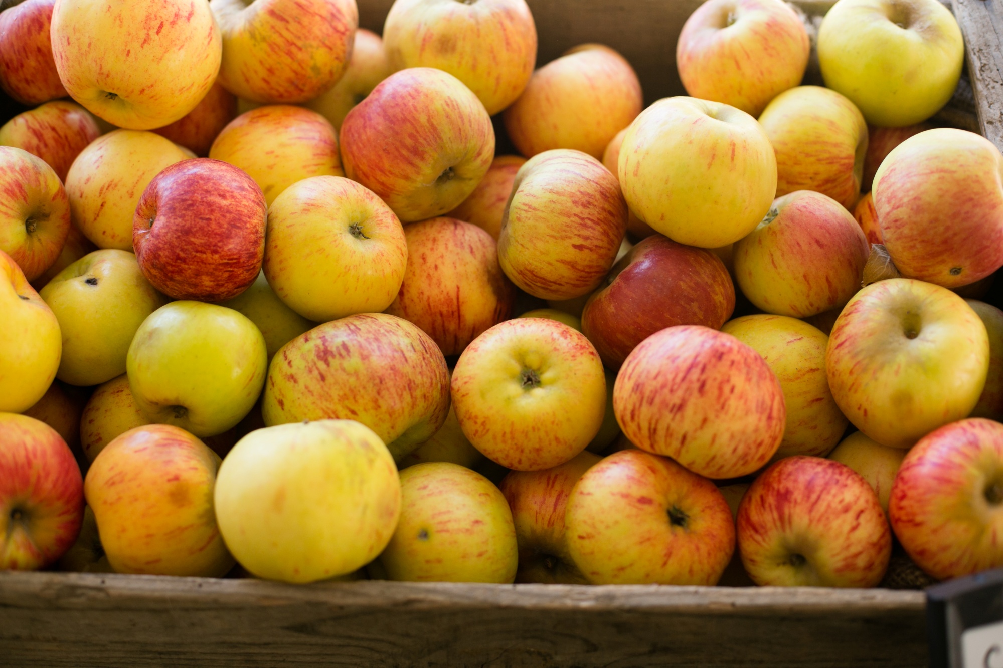 Autumn makes a summertime cameo at this Sebastopol apple festival – NBC ...