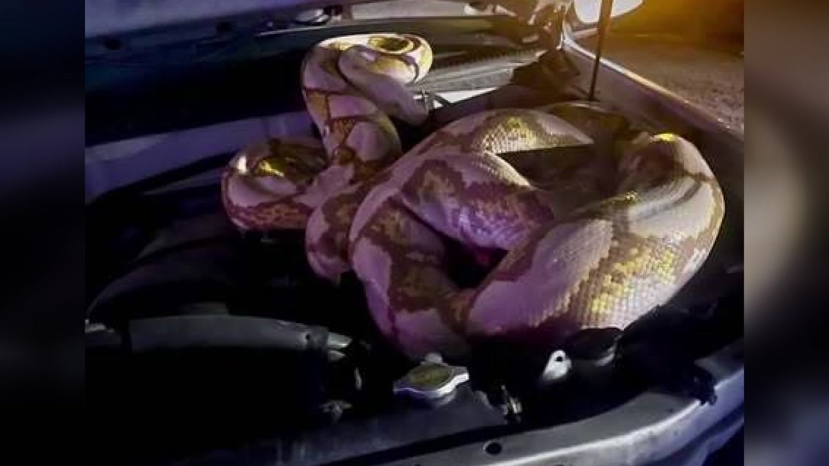 15-foot python discovered in a Garland neighborhood – NBC Bay Area