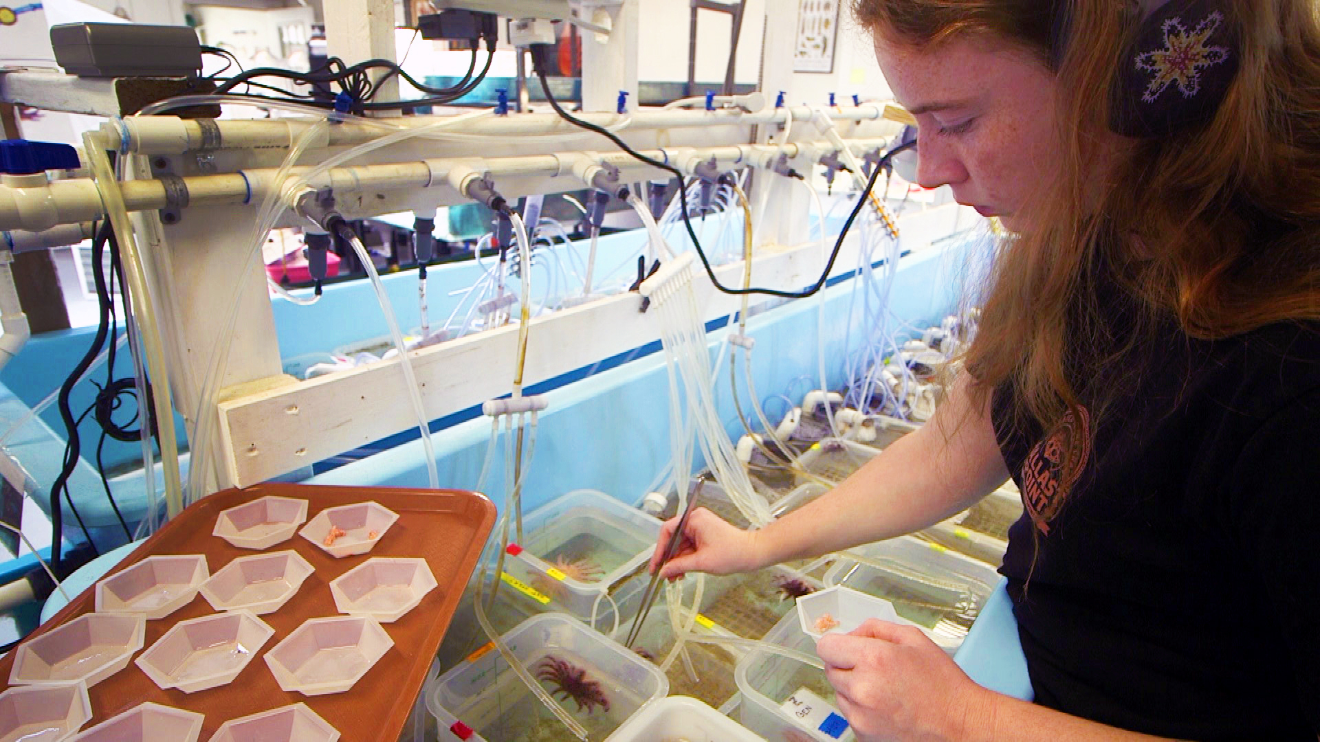 Sunflower sea star project seeks to release purple urchin-eating ...