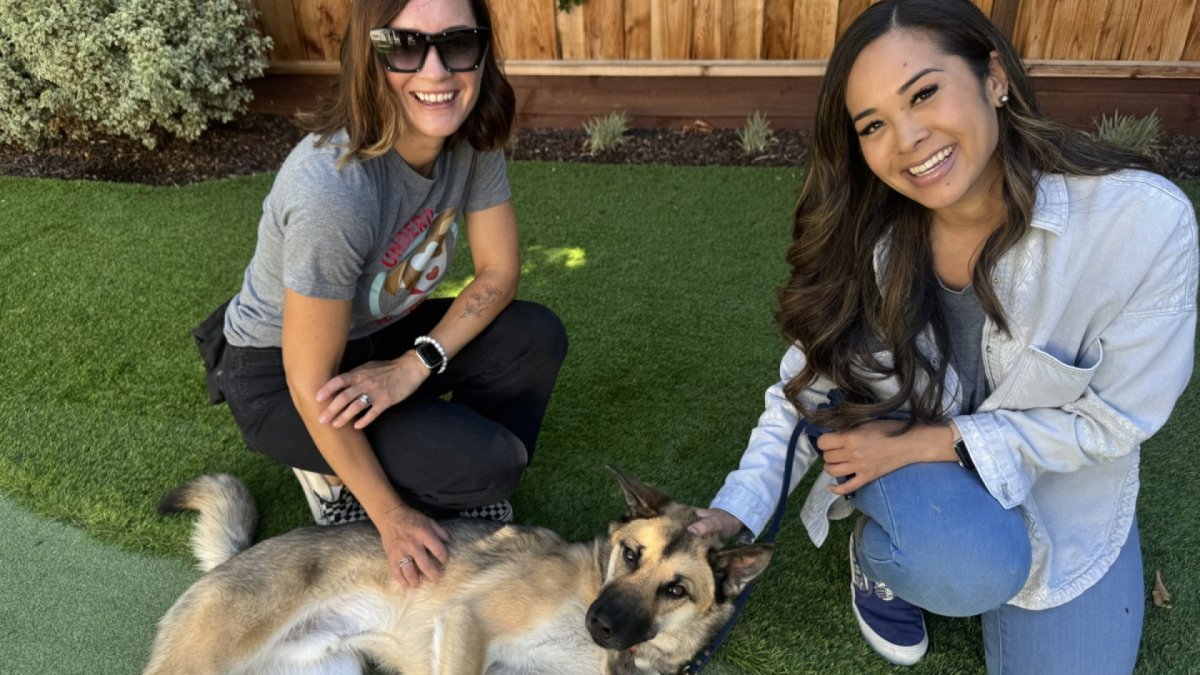 Clear the Shelters: Searching for a “furrever” home for Jerry! – NBC ...