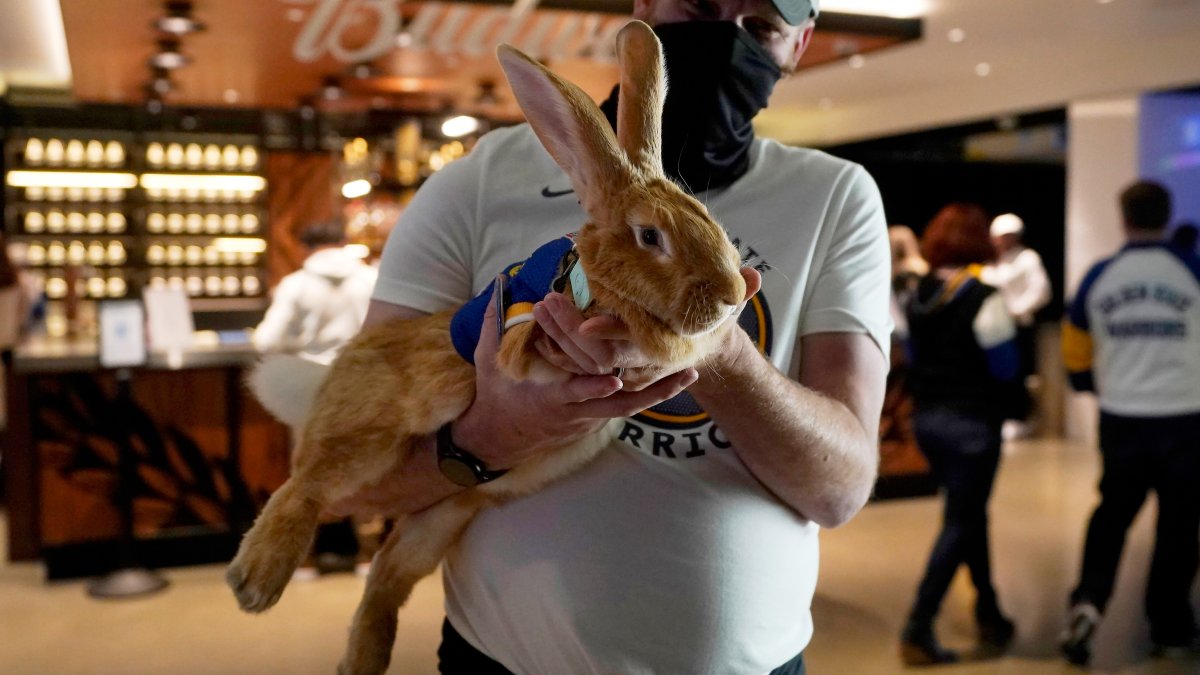 Beloved ballpark therapy bunny Alex The Great dies – NBC Bay Area