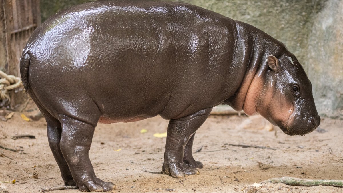 Baby hippo Moo Deng turns 1 with celebration at Thailand zoo – NBC Bay Area