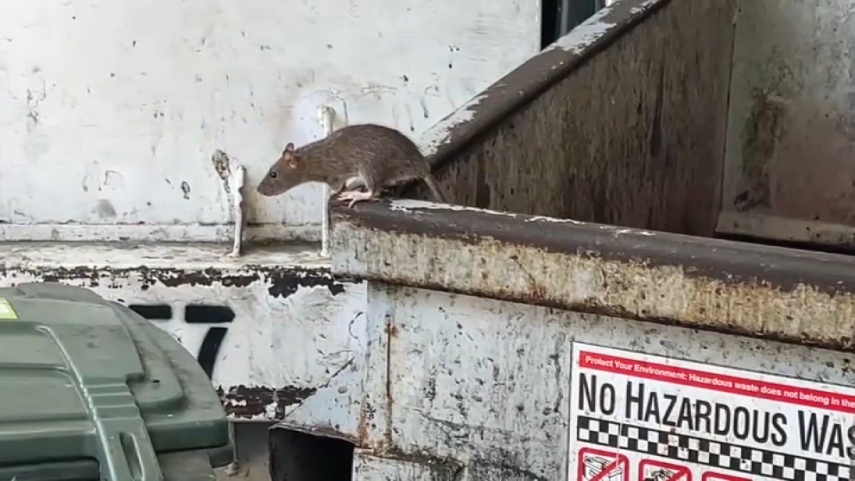 Rodent infestation at Vallejo Ferry Terminal – NBC Bay Area