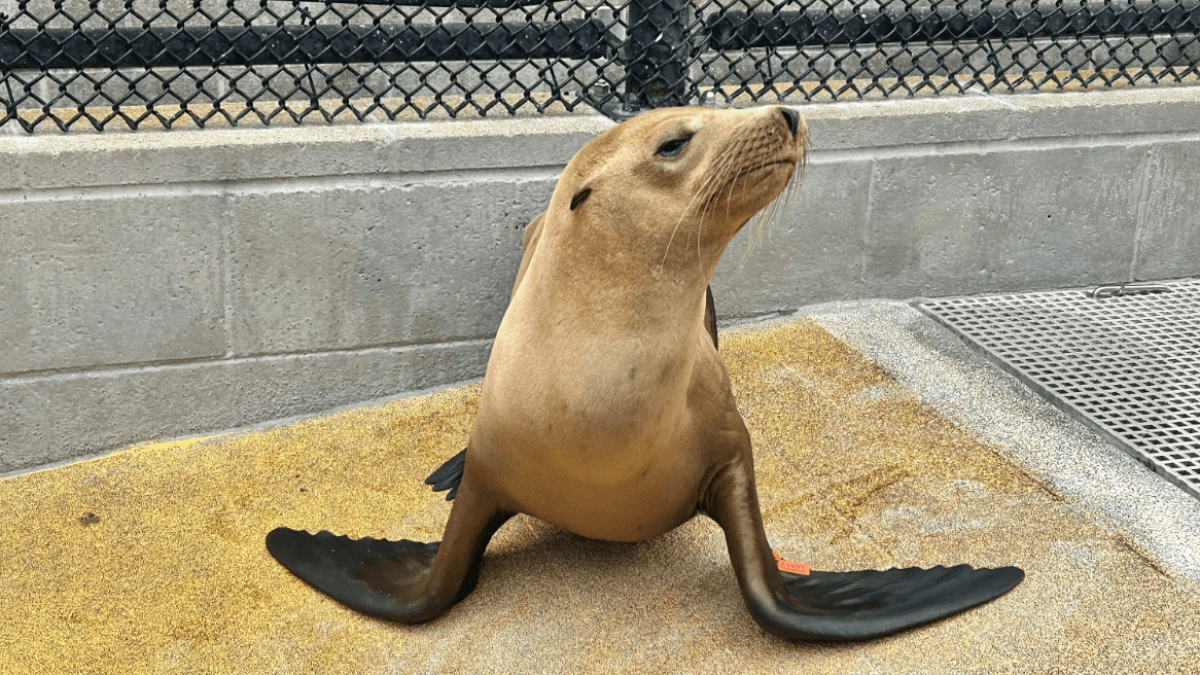 Marine Mammal Center caring for sea lion rescued from San Rafael road ...