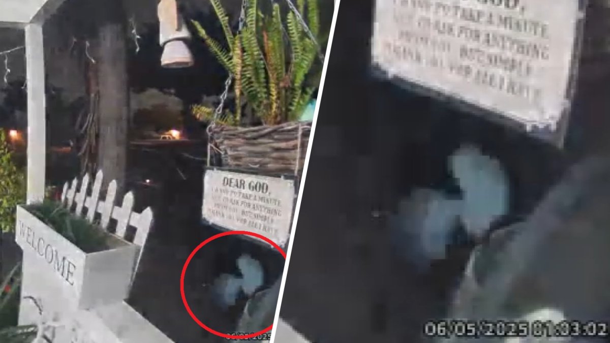 Woman’s Ring camera captures alien-like creature outside home – NBC Bay ...