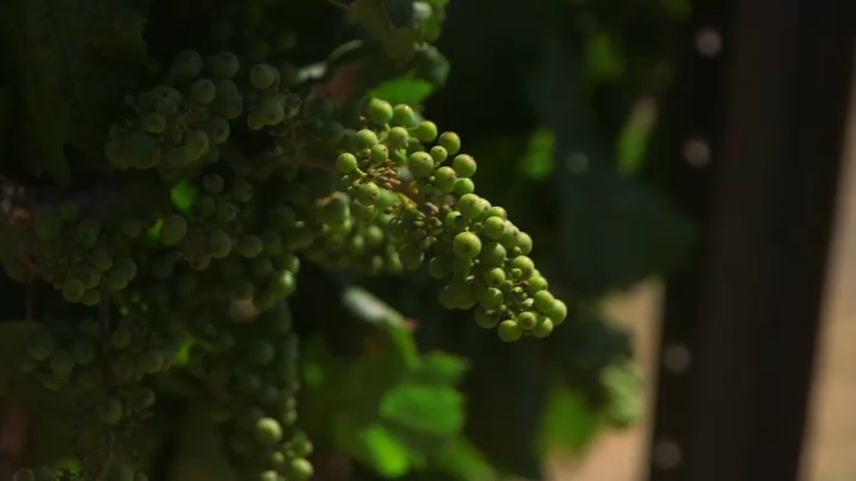 Wine industry uncertainty tied to shifts in drinking habits – NBC Bay Area