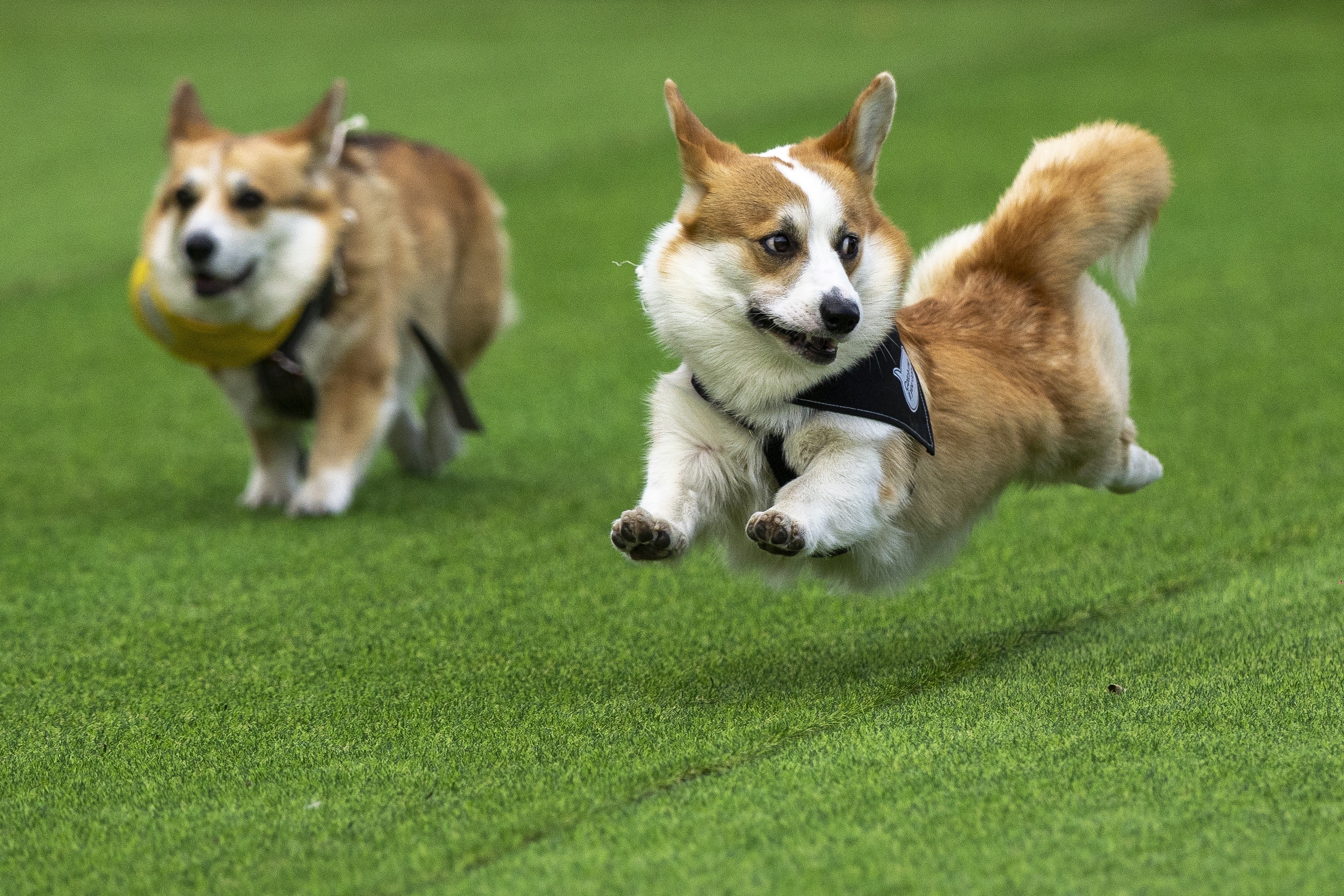 Over 100 teams compete in Lithuania’s international Corgi race – NBC Bay Area