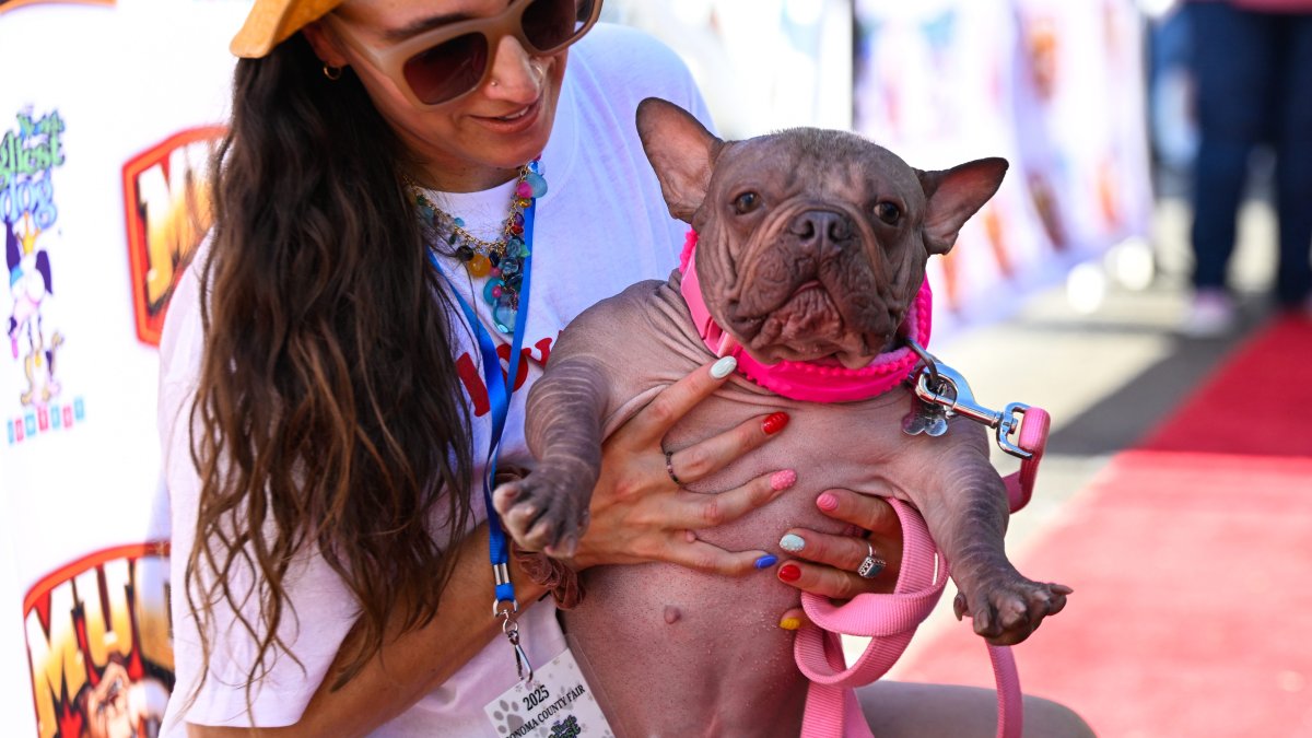 Meet Petunia, winner of the 2025 World’s Ugliest Dog Contest – NBC Bay Area