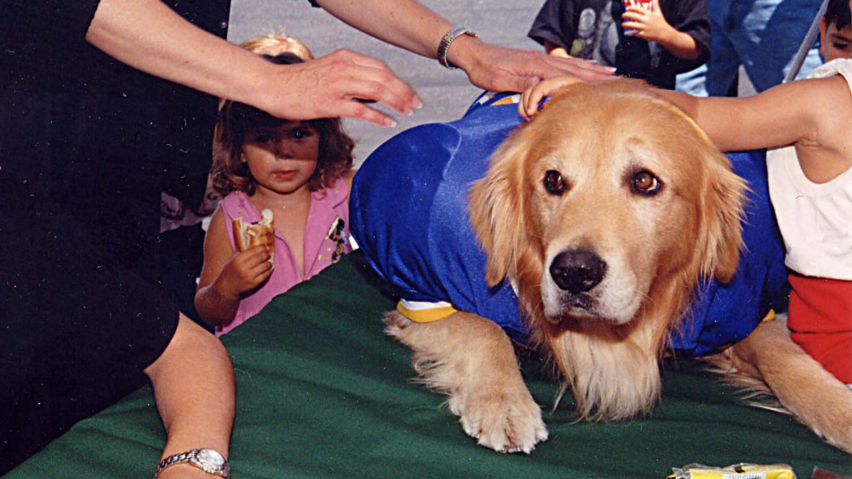 ‘Air Bud’ returns: Search for movie’s star dog launches – NBC Bay Area