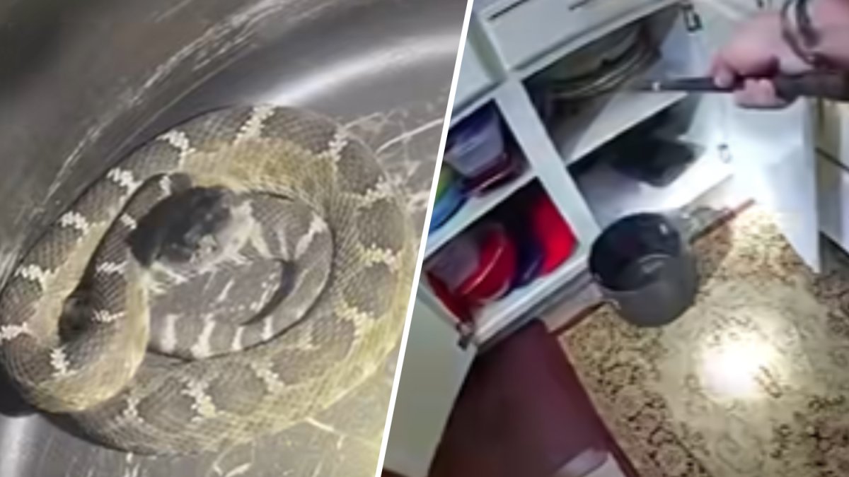 Walnut Creek officer removes rattlesnake from kitchen cabinet – NBC Bay ...