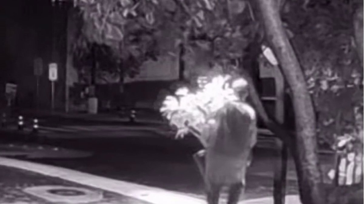 ‘Plant bandit’ targets Emeryville neighborhood – NBC Bay Area