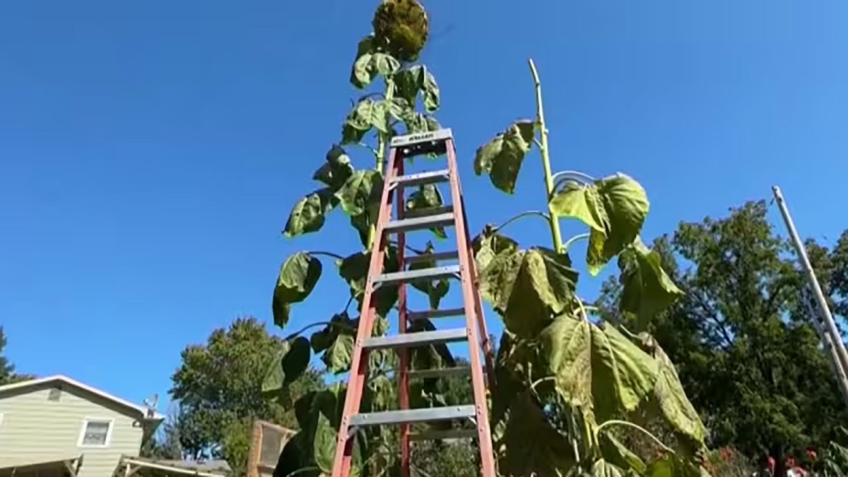 Indiana man breaks world record for tallest sunflower – NBC Bay Area