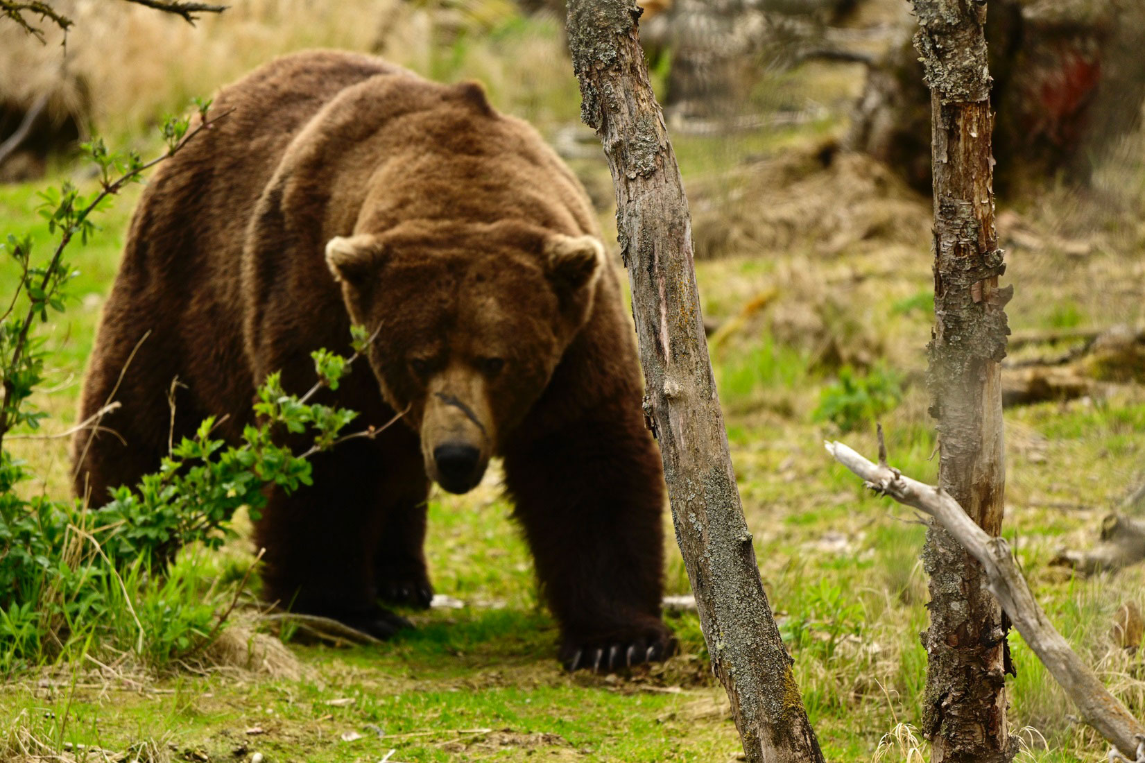 Alaska’s Fat Bear Week contestants, voting rules for 2025 – NBC Bay Area