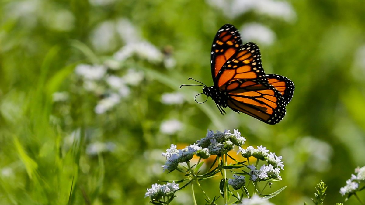 Everything you need to know about Monarch butterflies – NBC Bay Area