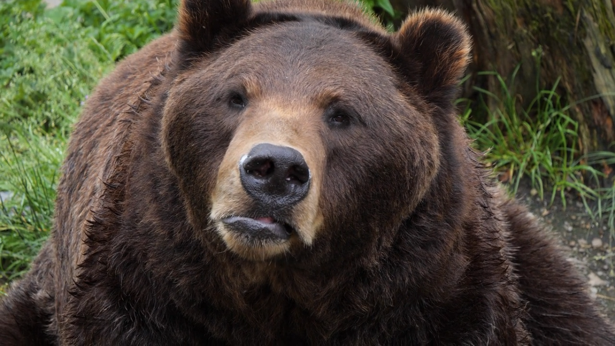 Everything you need to know about Fat Bear Week – NBC Bay Area