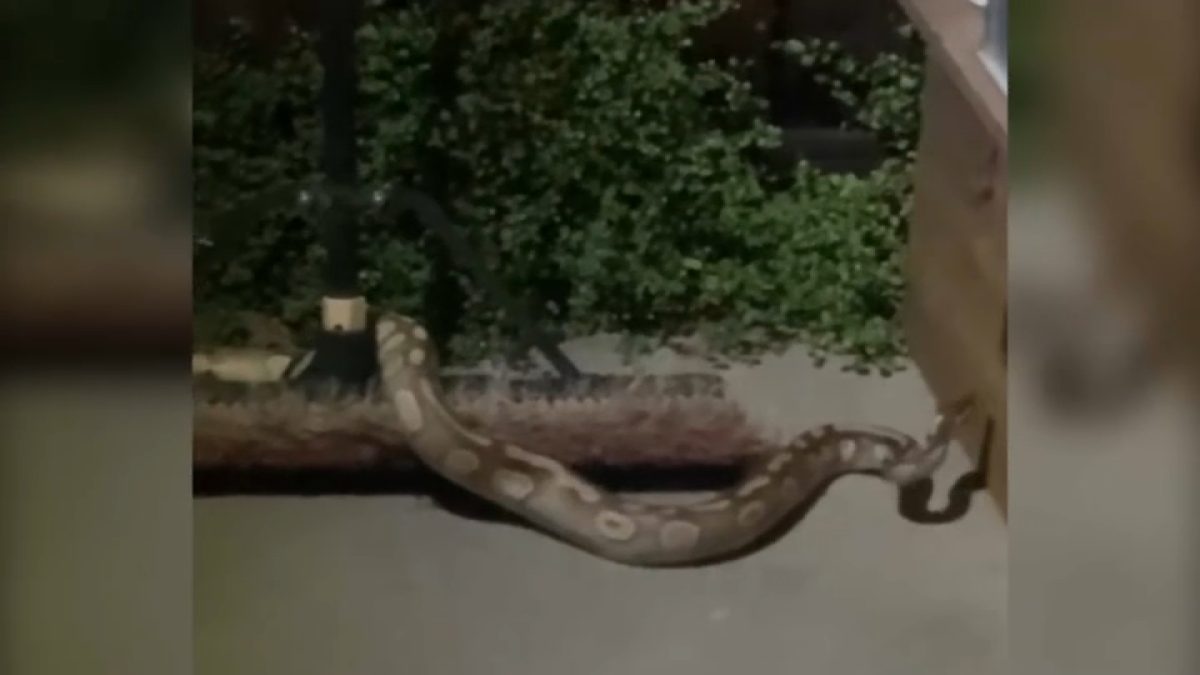 Python snake loose in South Bay neighborhood – NBC Bay Area