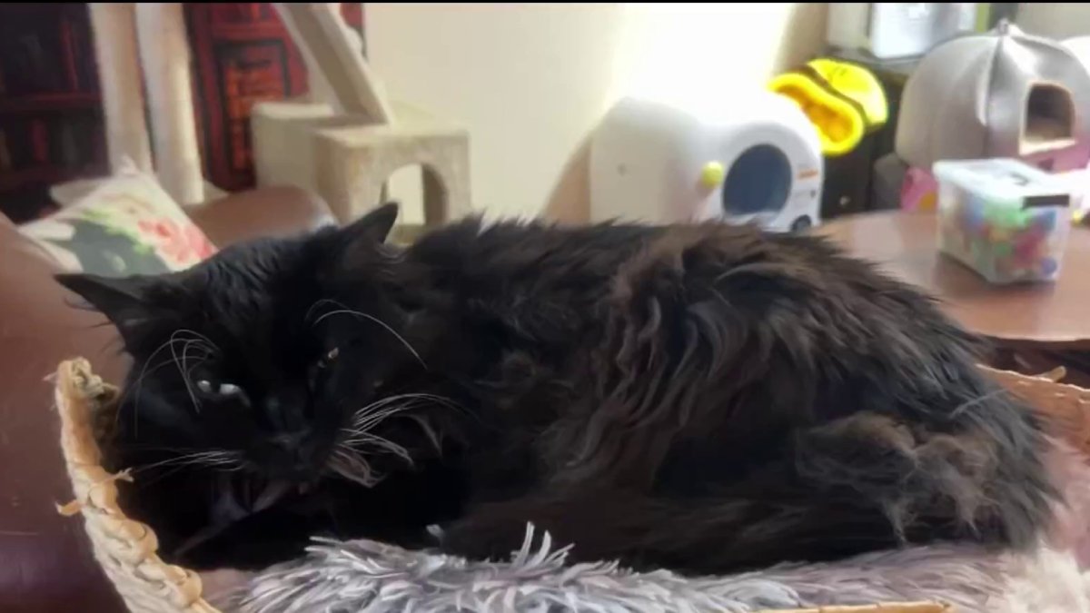 Bill to ban cat declawing becomes California law – NBC Bay Area