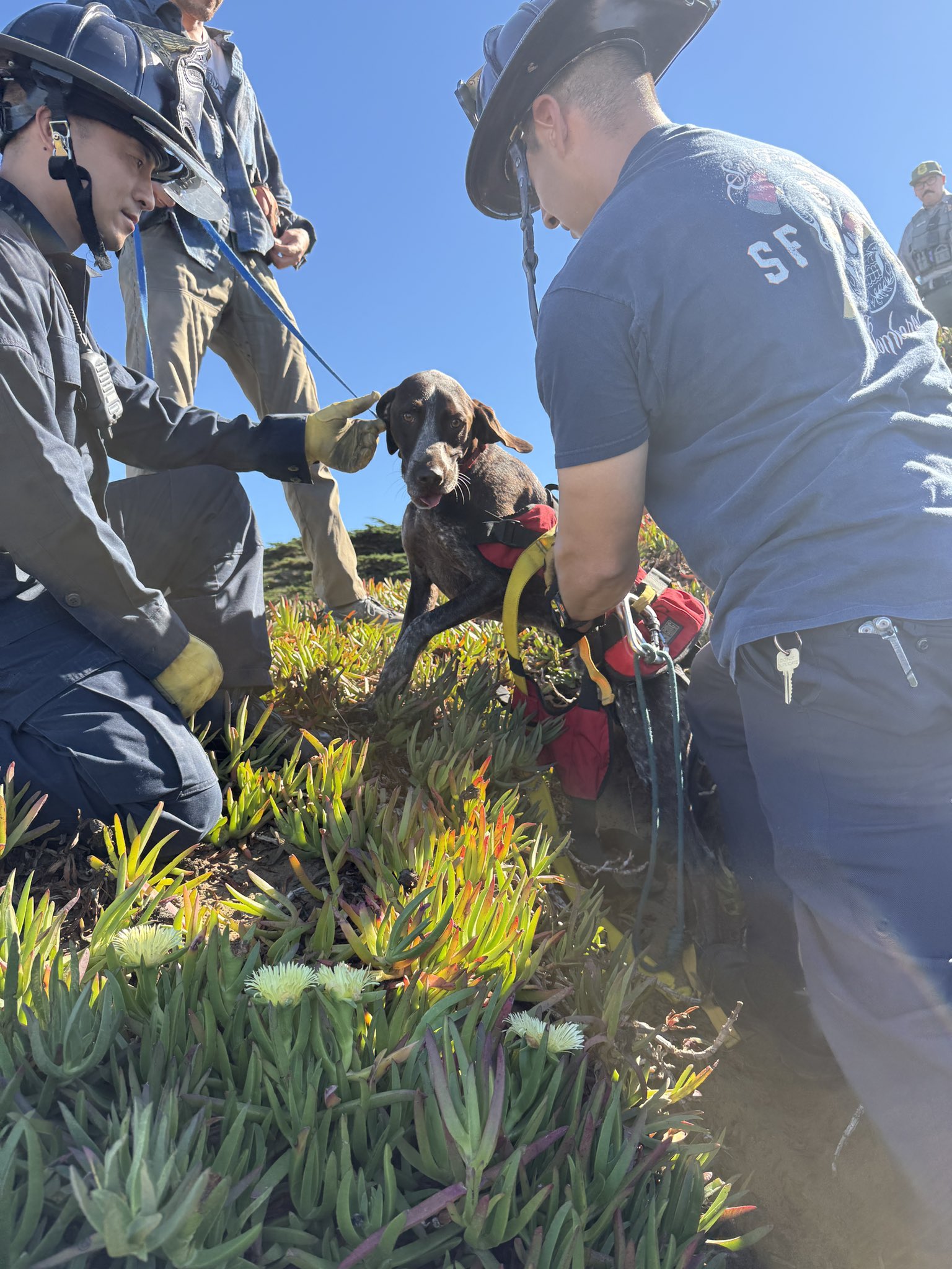 San Francisco dog rescued from side of cliff – NBC Bay Area