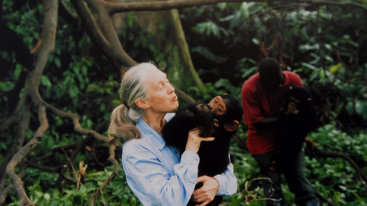 Jane Goodall, renowned for work with chimpanzees, dies – NBC Bay Area