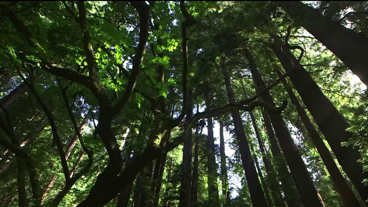 Muir Woods opens temporarily amidst government shutdown – NBC Bay Area