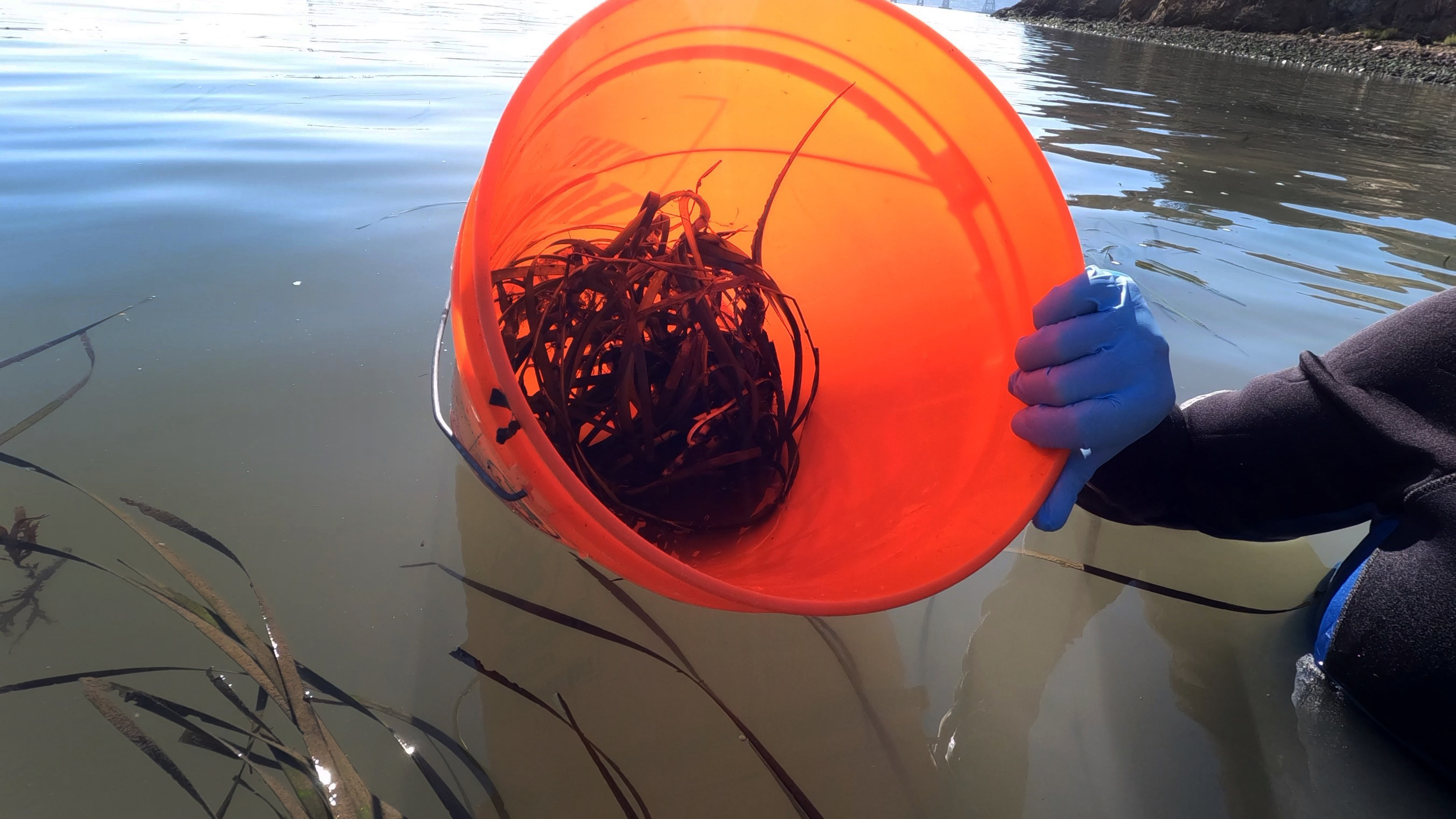 Climate change threatens Bay Area’s eel grass – NBC Bay Area