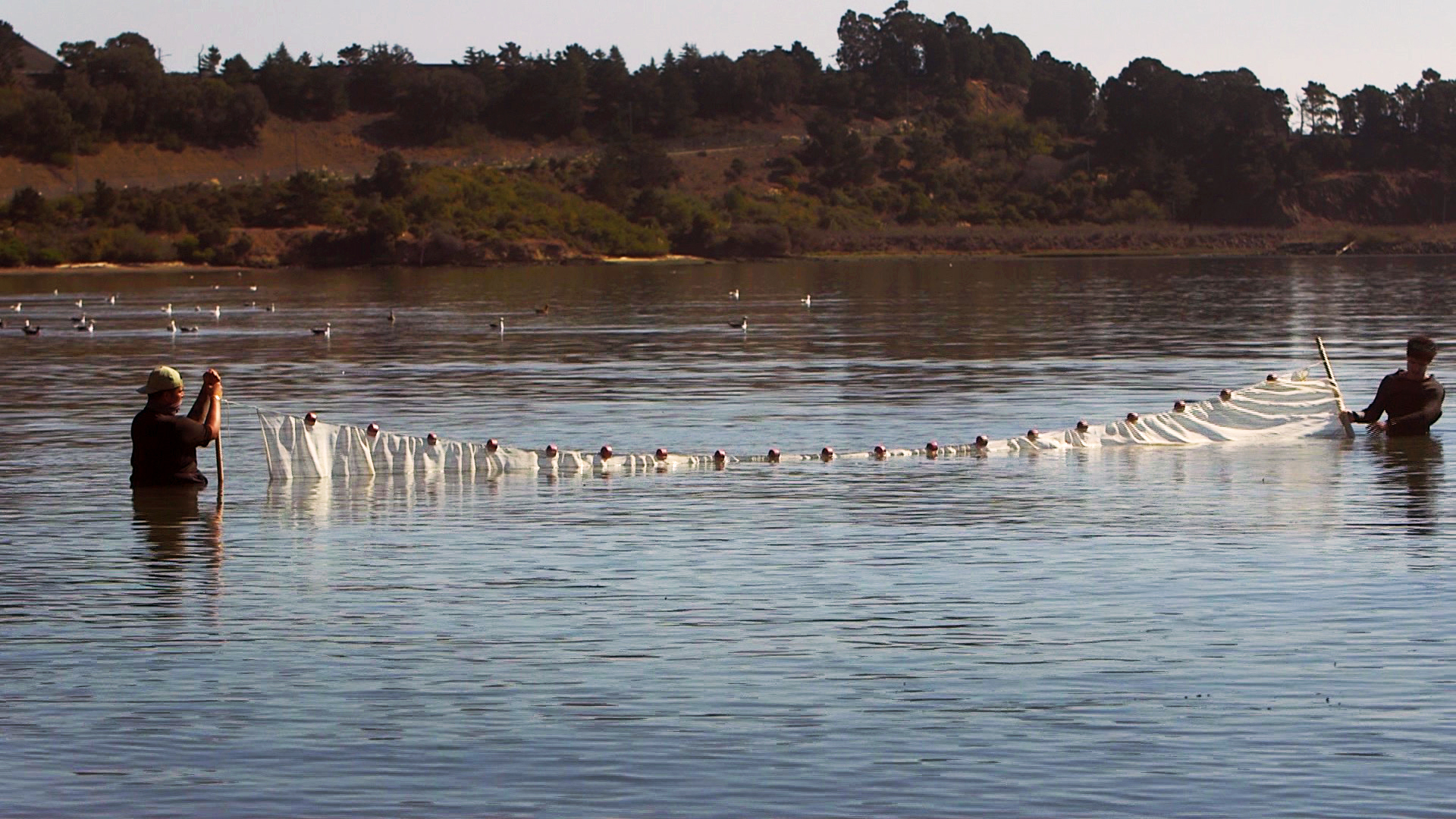 Climate change threatens Bay Area’s eel grass – NBC Bay Area