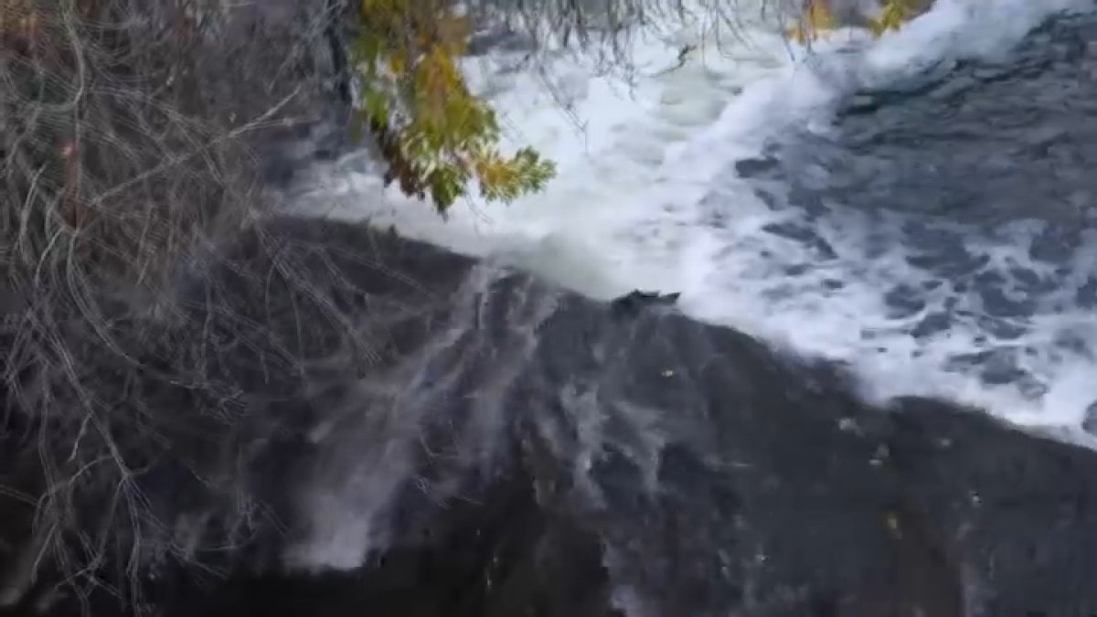 Salmon spawn run arrives ahead of schedule in Campbell creek – NBC Bay Area