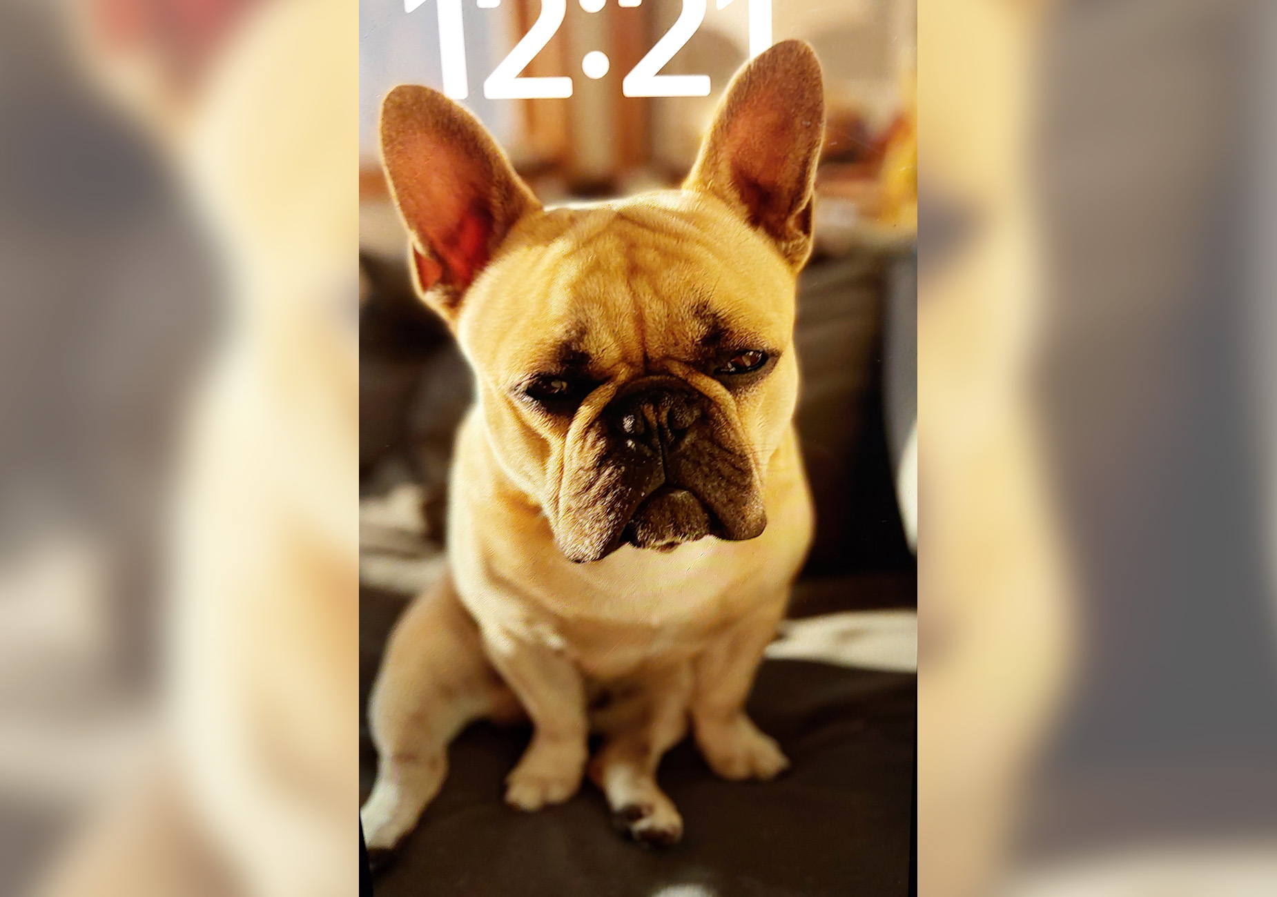 Missing French bulldog found safe in Oakland – NBC Bay Area