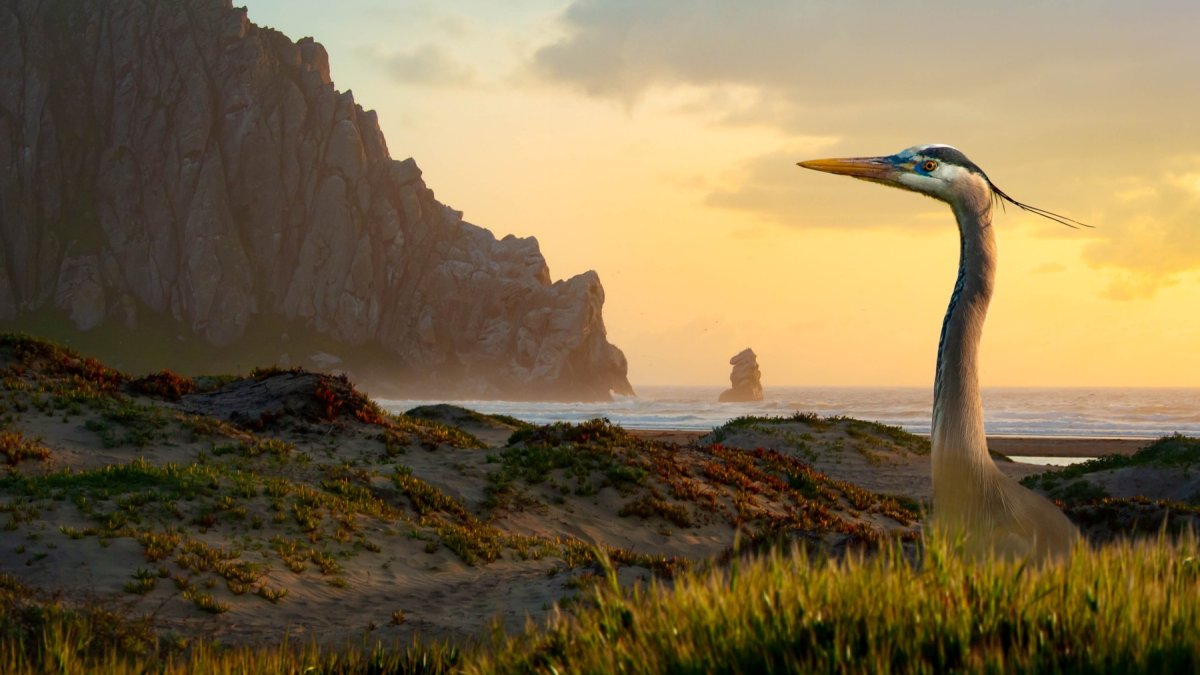 Morro Bay Bird Festival, a feathery festivity, boasts dozens of avian ...