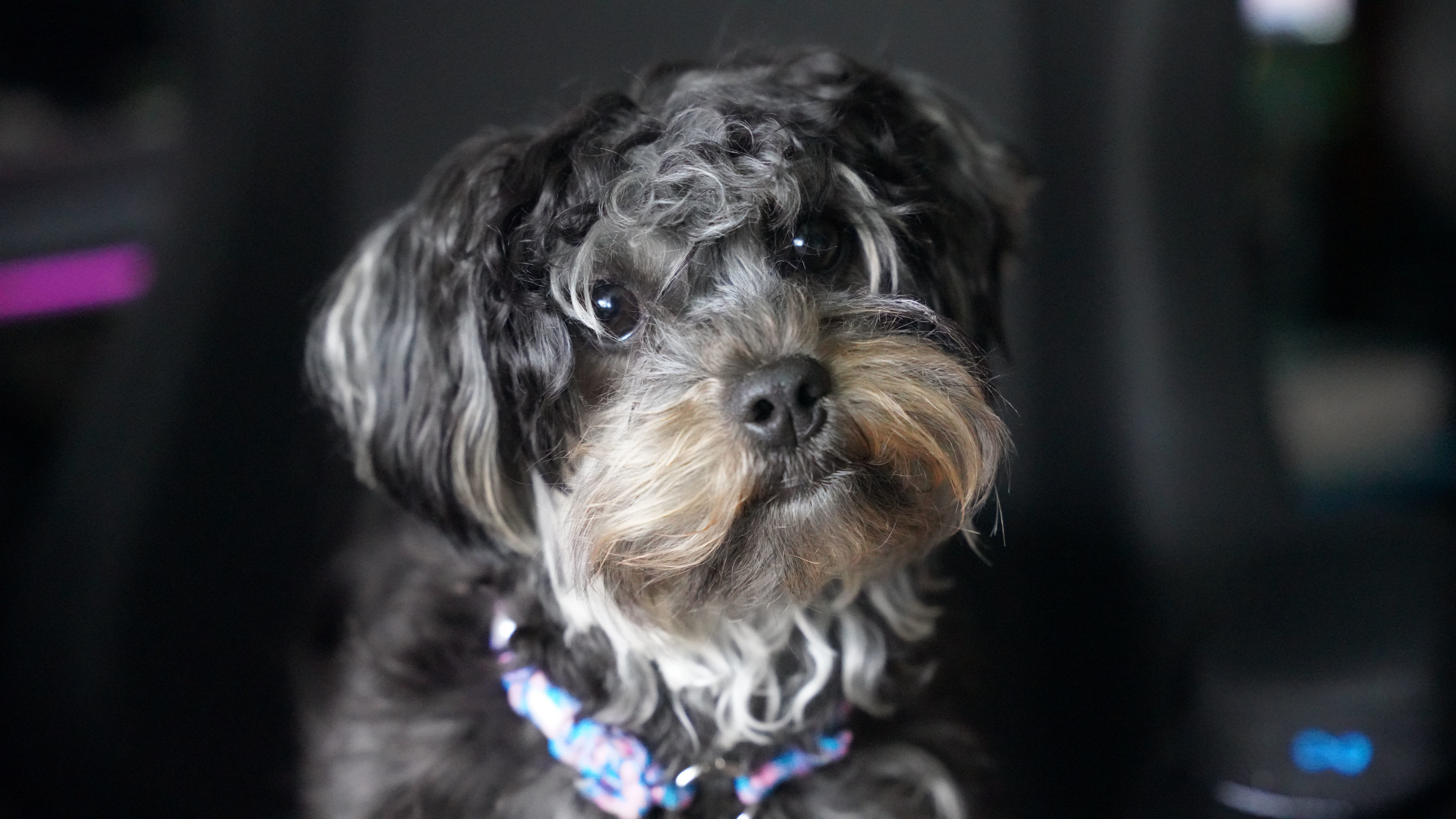 The American Kennel Club adds 3 more dog breeds – NBC Bay Area