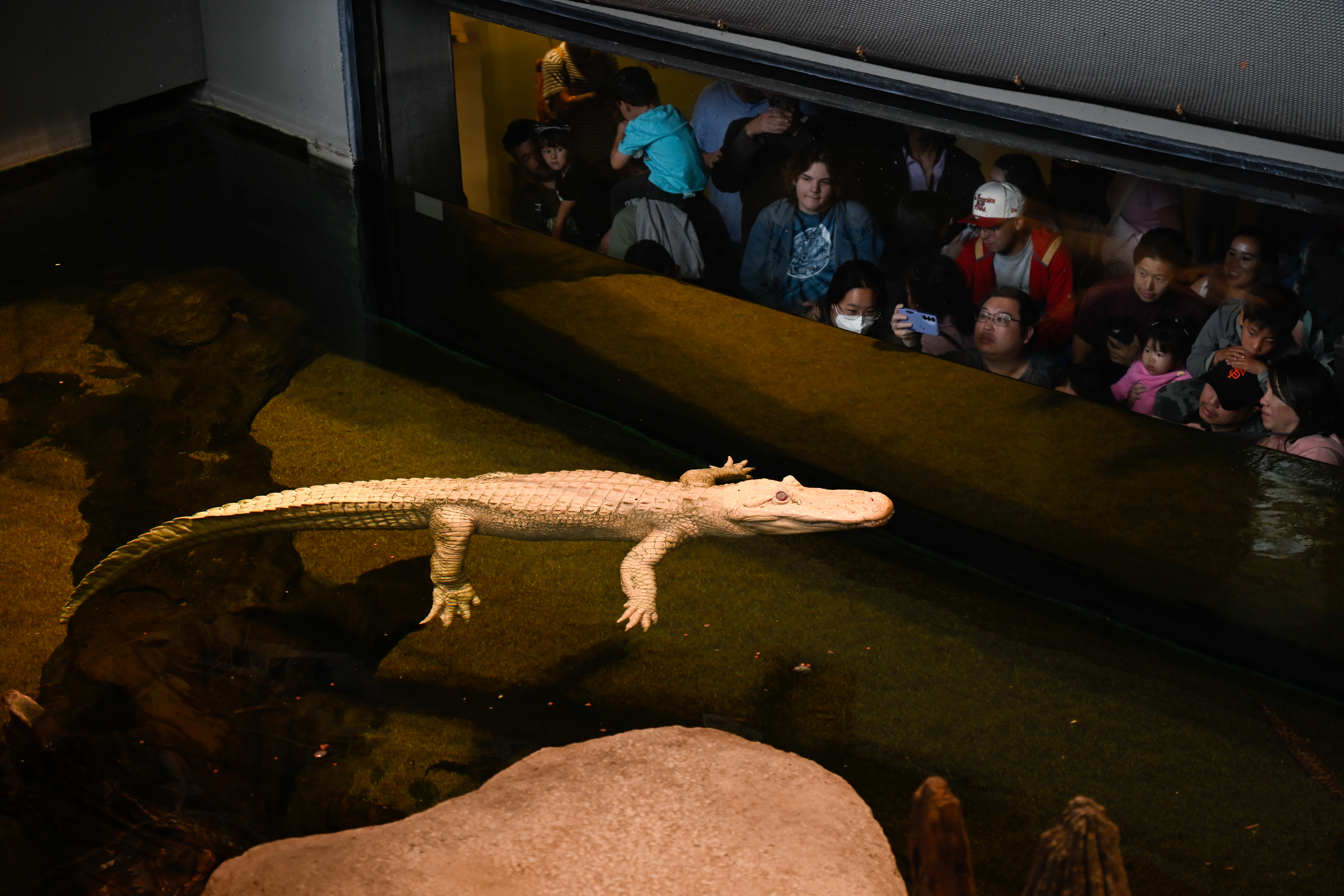 Claude, albino alligator at California Academy of Sciences, dies – NBC ...