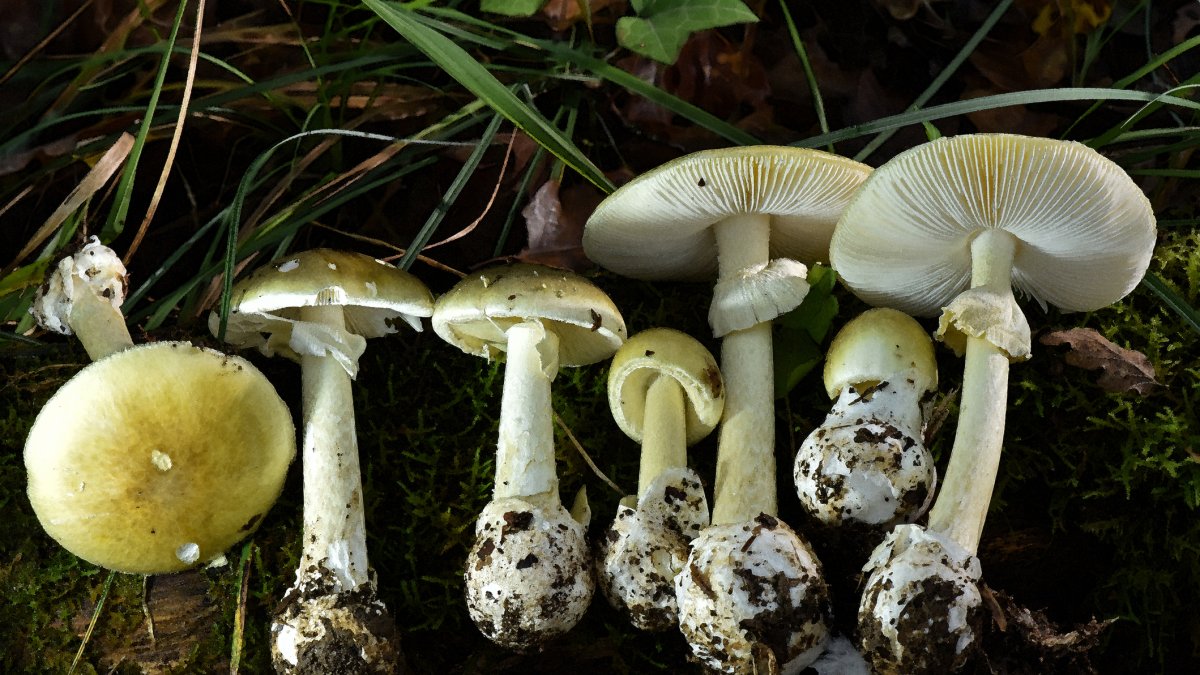 Wild mushroom death in Sonoma County – NBC Bay Area