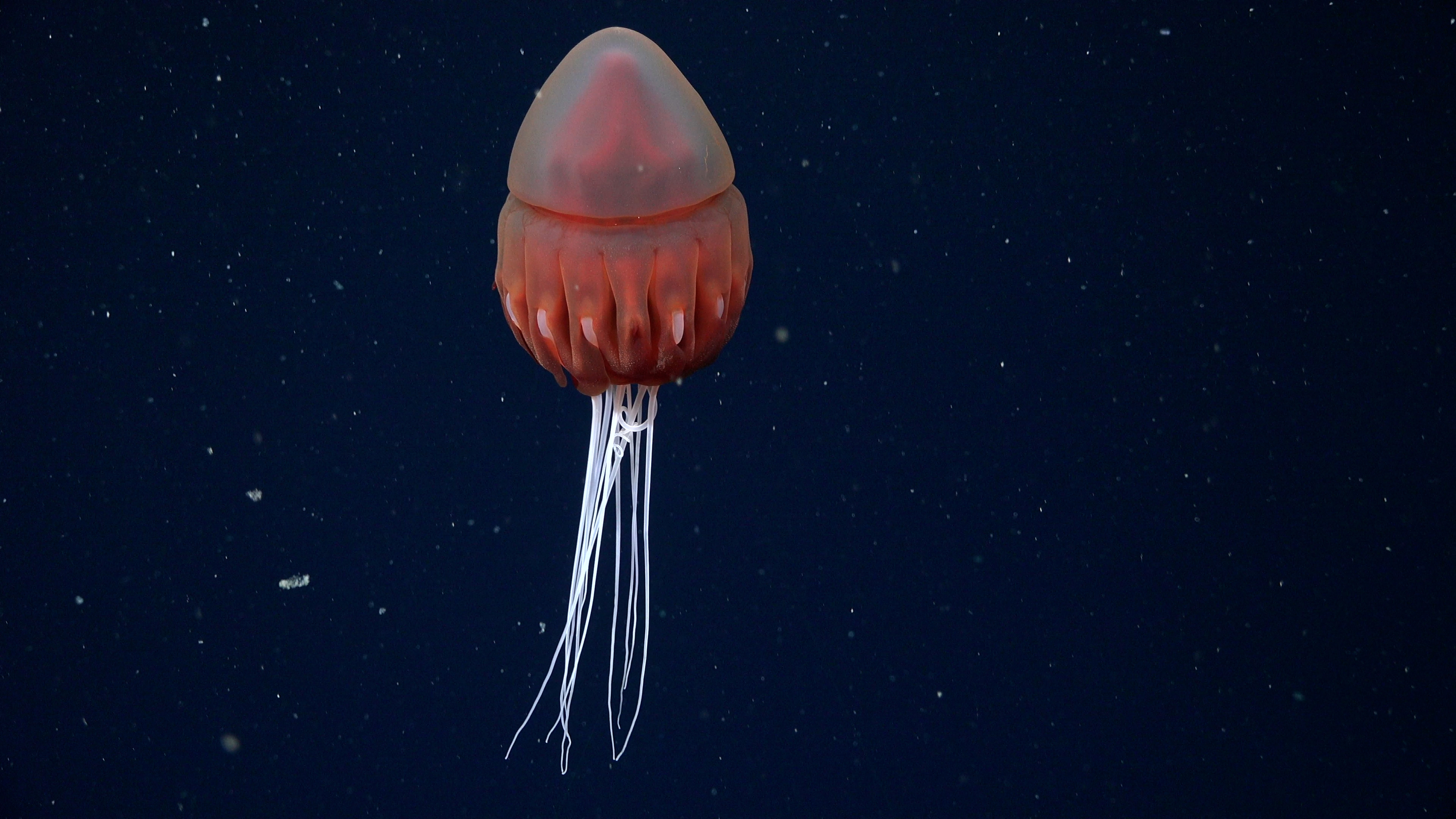 Rare phantom jellyfish seen in Argentina deep sea exploration – NBC Bay ...