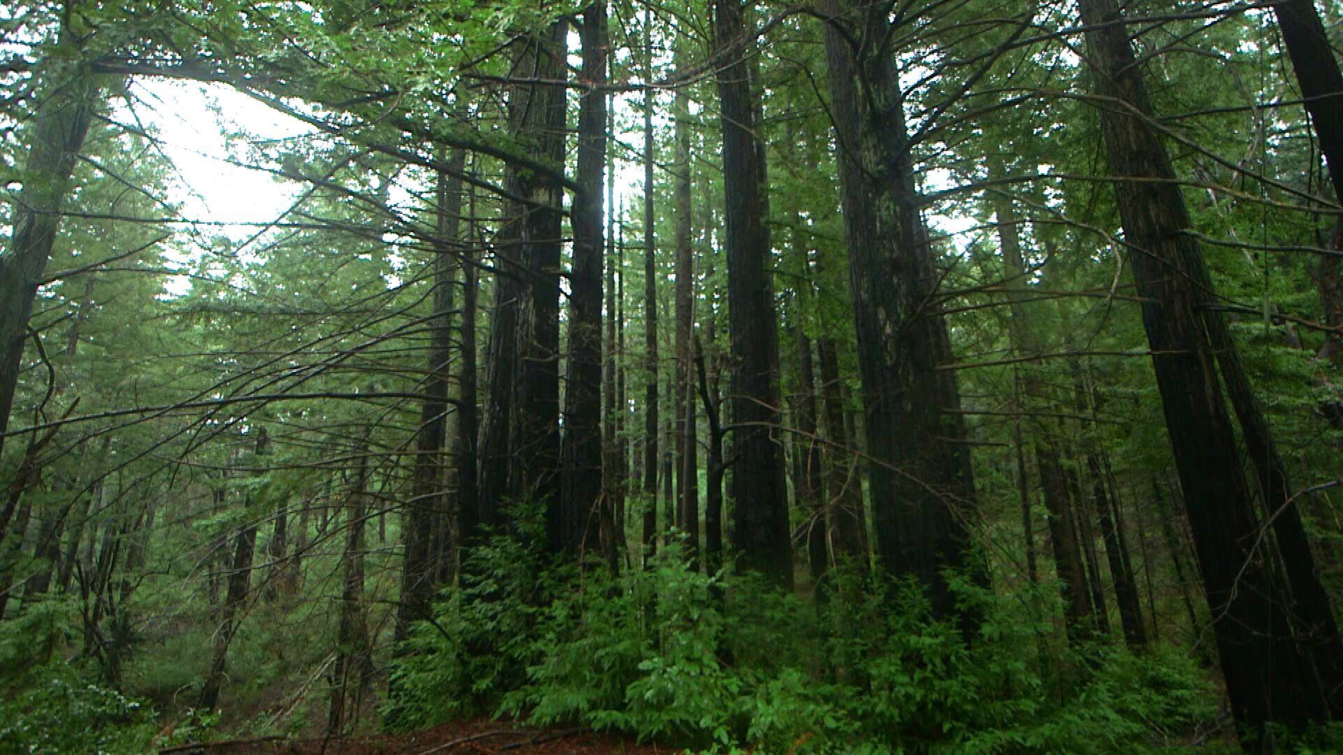 Land trust expands Big Basin Redwoods State Park – NBC Bay Area