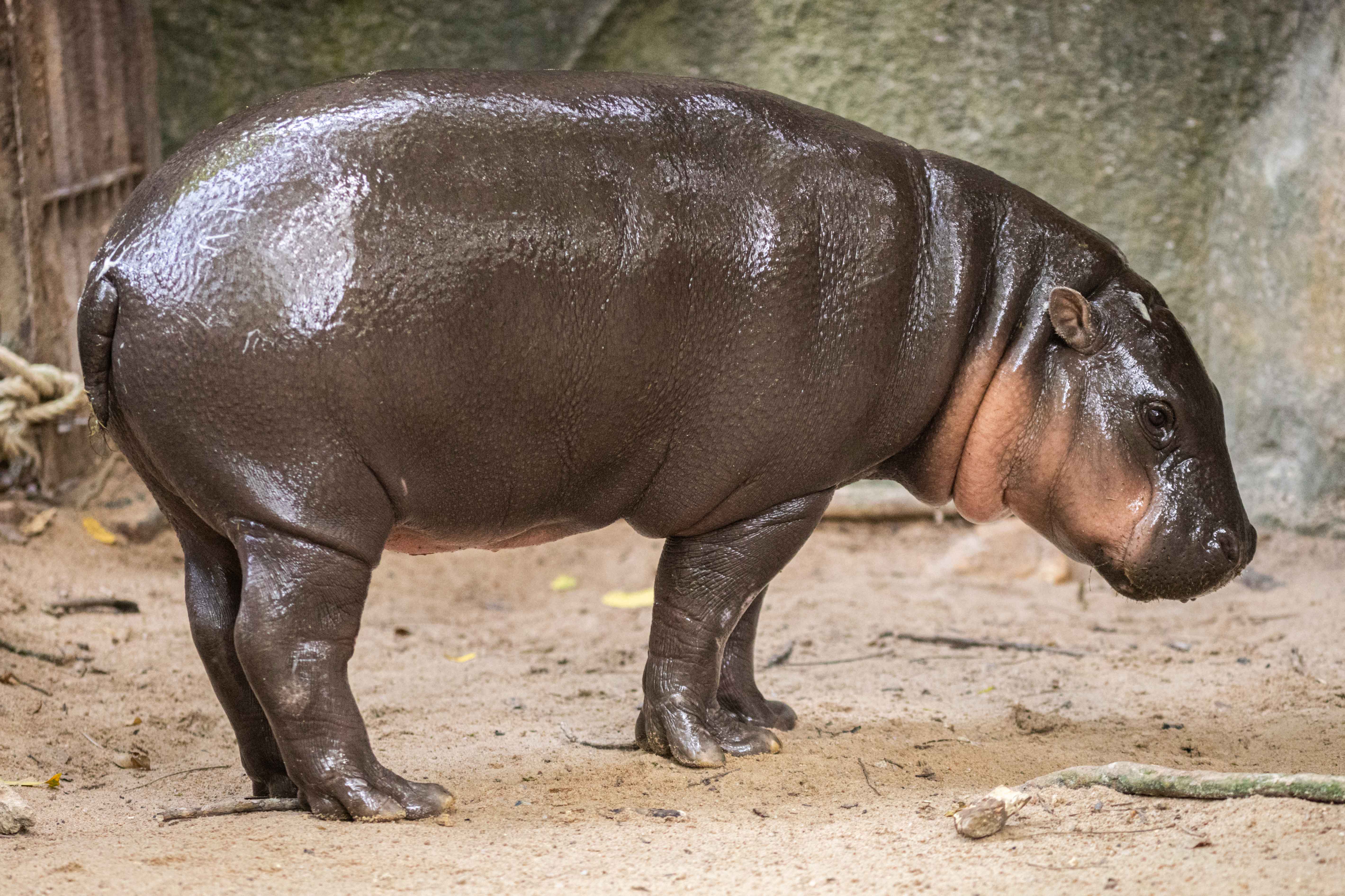 Man arrested after climbing into pygmy hippo Moo Deng’s enclosure – NBC ...