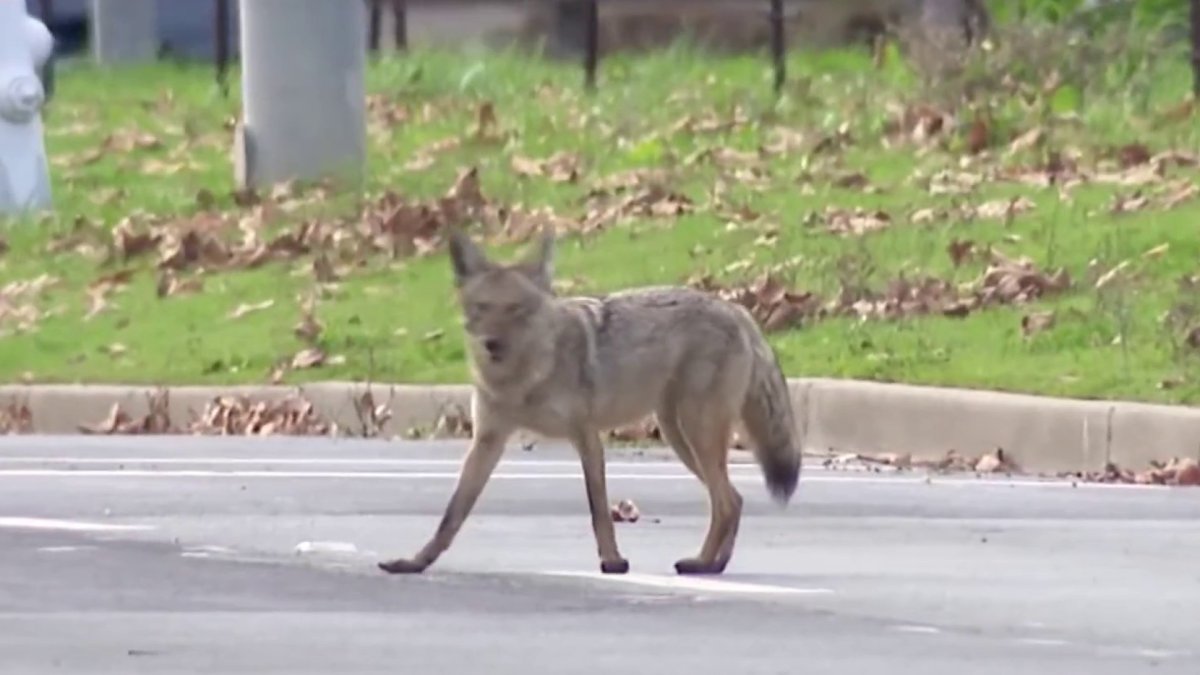 Aggressive coyotes reported in Redwood City – NBC Bay Area