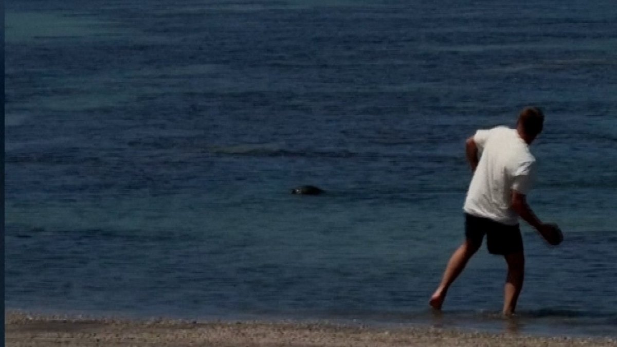 Mayor responds after video shows man throwing rock at seal in Hawaii ...