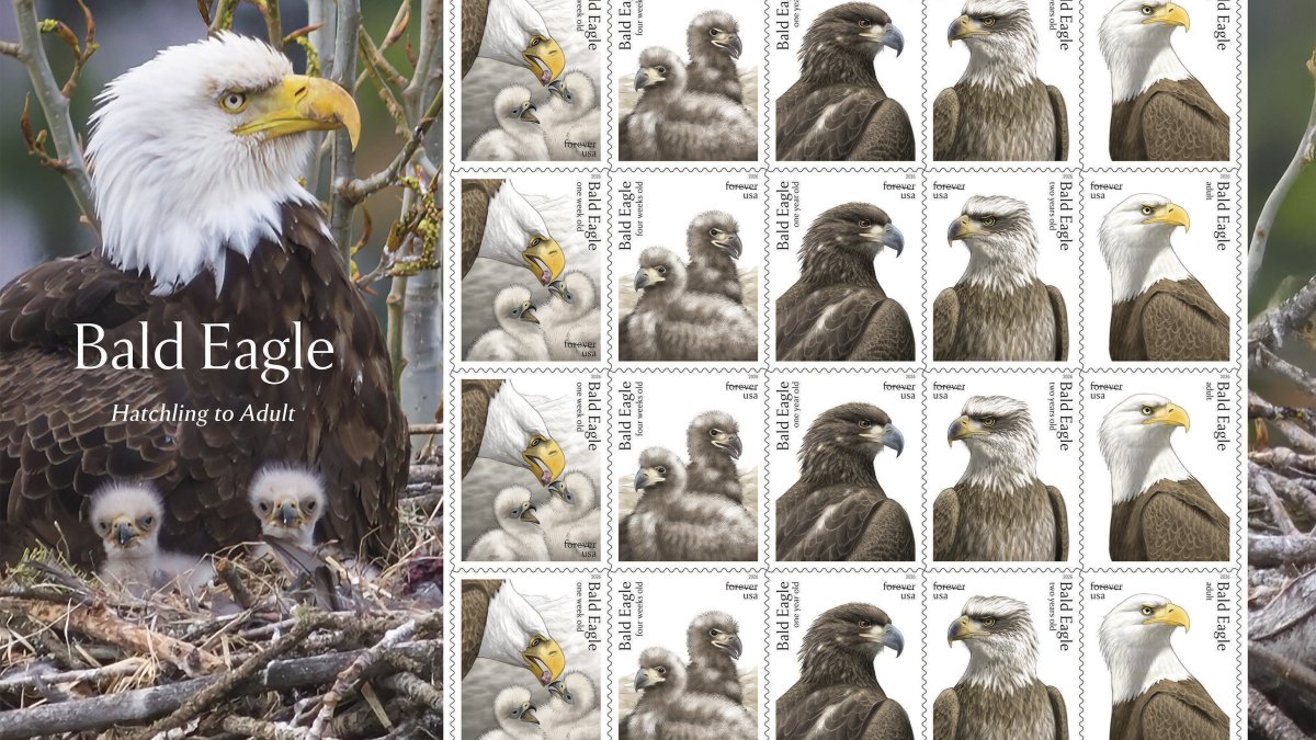 Postal Service releases bald eagle stamps for America’s 250th – NBC Bay ...