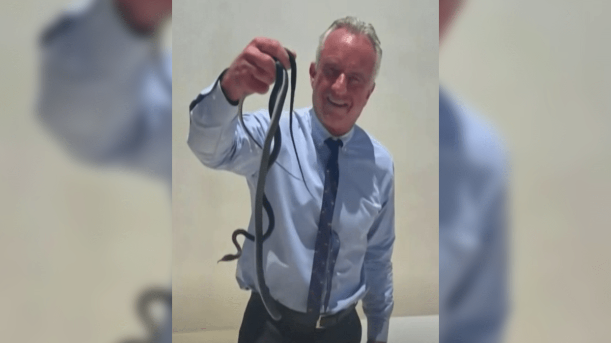 RFK Jr. snatches snakes in viral video – NBC Bay Area