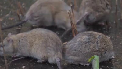 Are rat-related store closures becoming more common in San Jose? – NBC ...